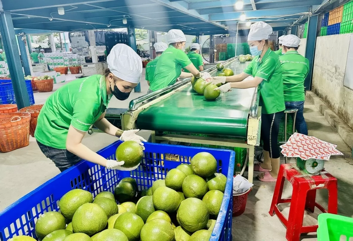 Two types of Ben Tre trees, the Siamese coconut and the green-skinned ...