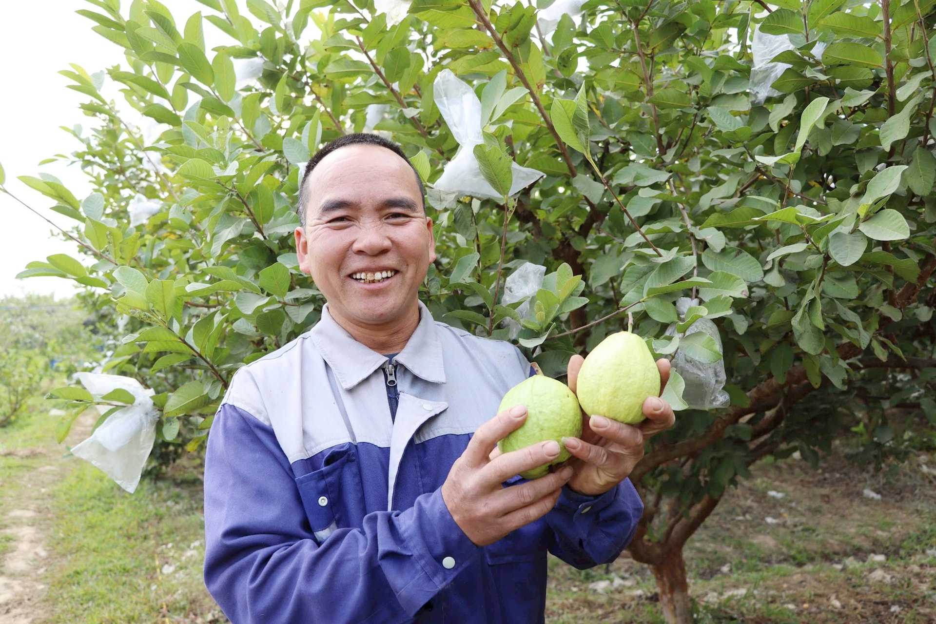 Mr. Cong in Cam Giang grows fruit trees with high profits.