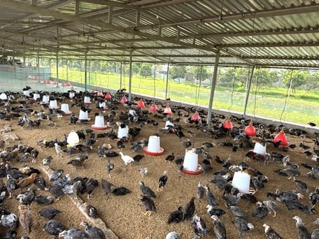 Large-scale livestock farming: both sustainable and value-added