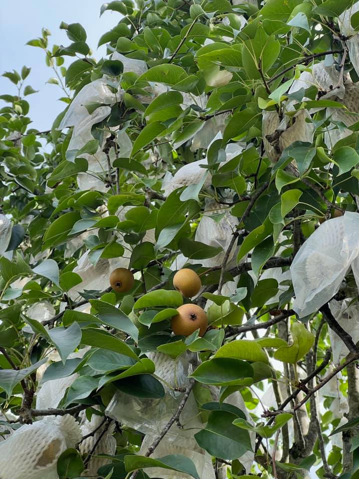 Experience pear picking in the garden on Moc Chau plateau