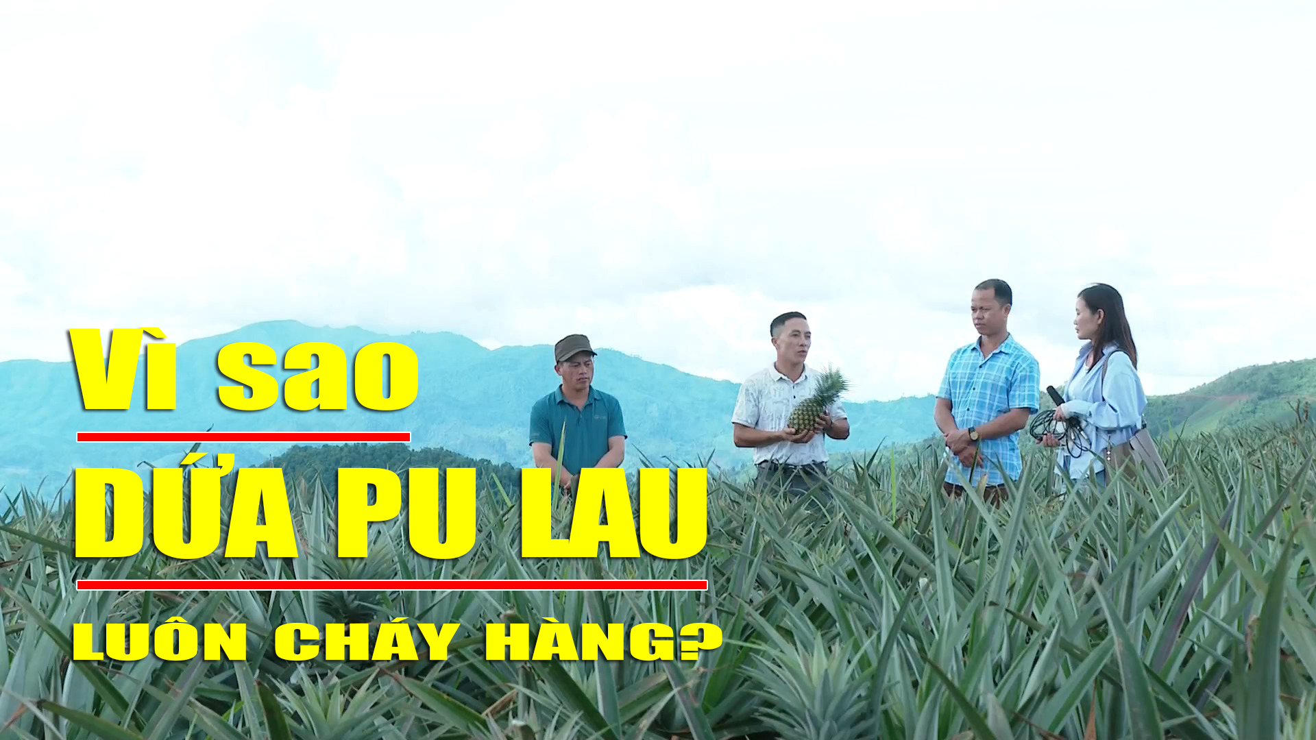 Vì sao dứa Pu Lau luôn cháy hàng?