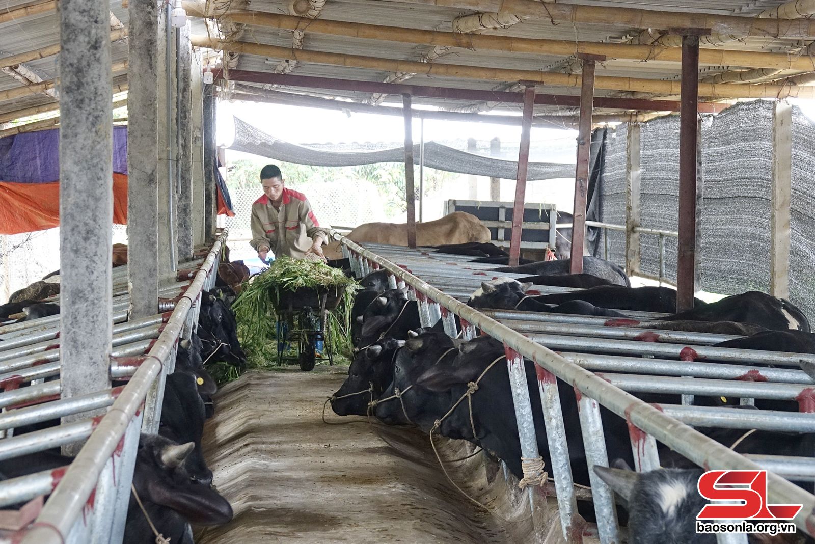 Transforming production methods in livestock farming