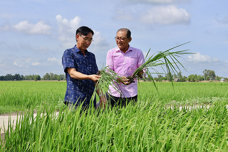 Tam Nong strives to build an ecological rice production area combined ...
