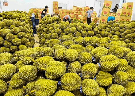 Vietnamese durian exported to the EU is monitored right at the border gate.
