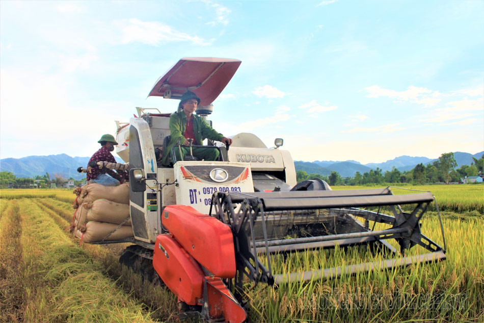 Muong Thanh fields embrace the ups and downs of history