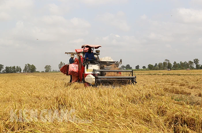 Tan Hiep farmers hit the jackpot with the 2023-2024 winter-spring rice crop