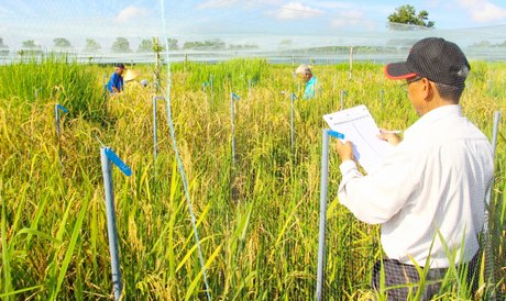 Testing of more than 350 rice varieties by the International Rice ...
