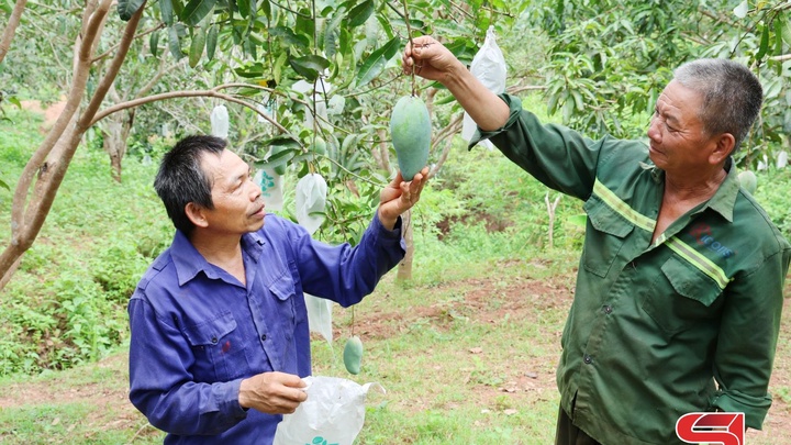 Miền quê bốn mùa trái ngọt