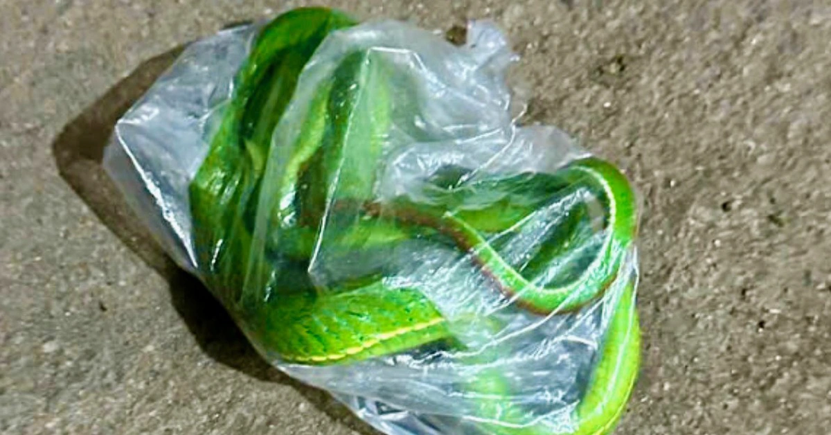 Un homme attrape le serpent vert qui l'a mordu, le met dans un sac en plastique et l'apporte au ...