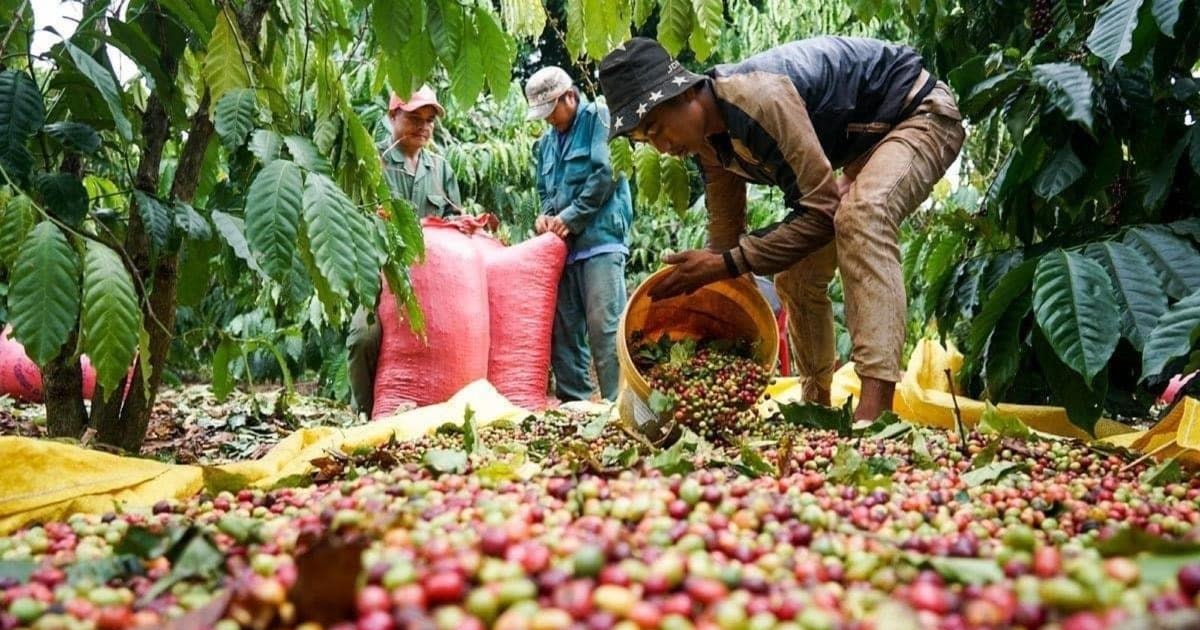 Coffee price today October 11, 2025: Sharp decrease of 700 VND, Robusta ...