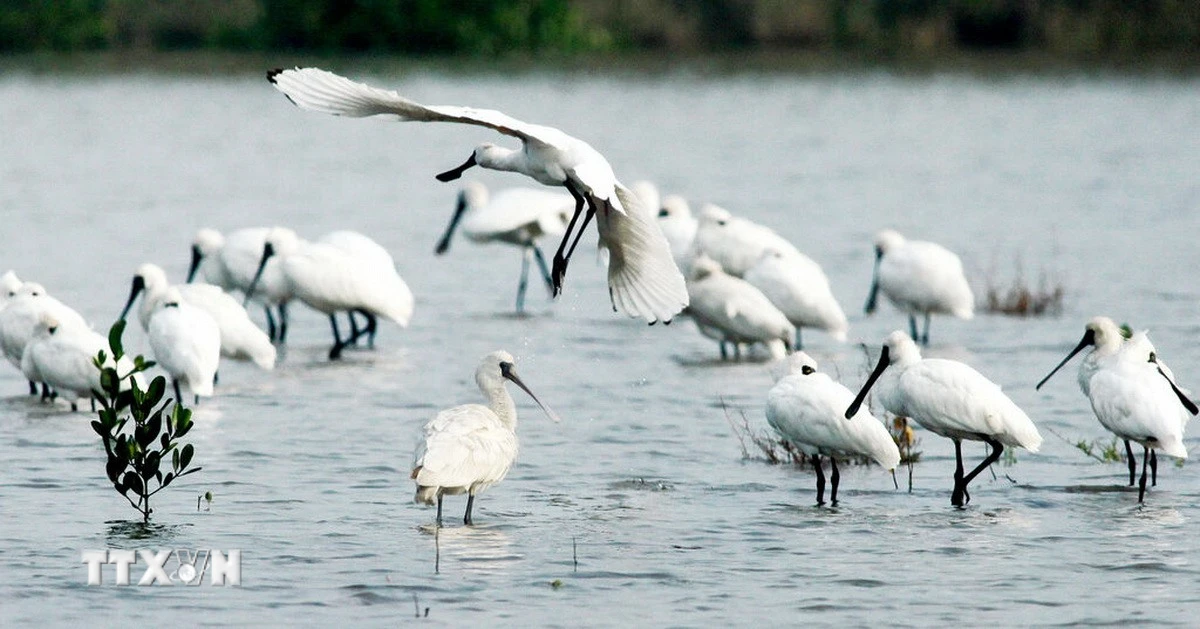 Parc national de Xuan Thuy : du premier site Ramsar au parc du ...
