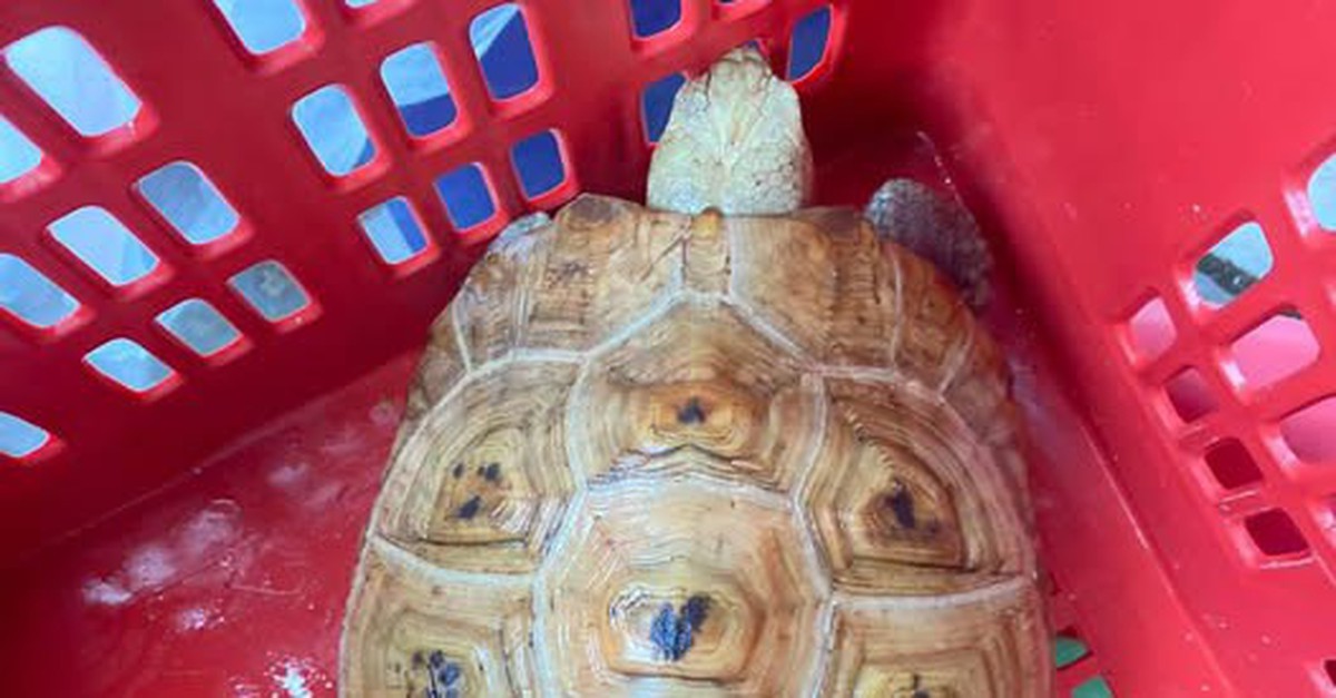 After catching a rare turtle, the village head consulted social media ...
