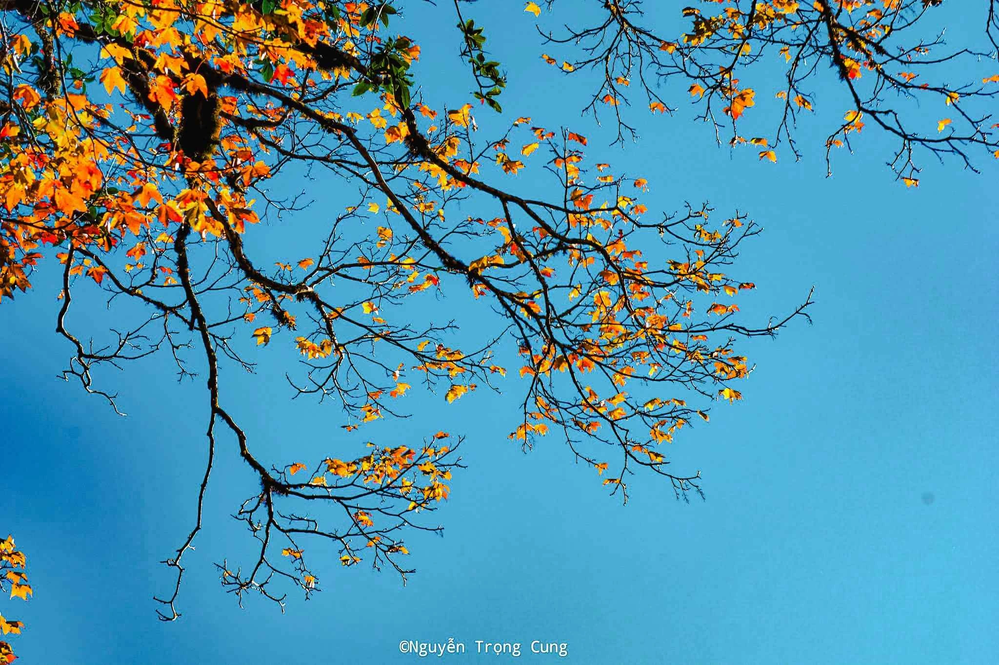 The autumn foliage changes color on Nhiu Co San mountain.