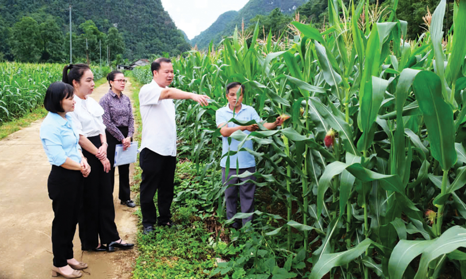 The effectiveness of linking biomass corn cultivation and consumption ...
