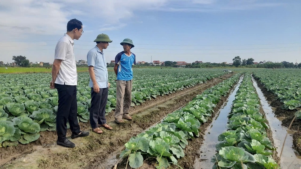 Hai Phong a planté plus de 6 500 hectares de légumes d’hiver.