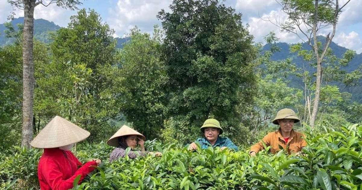 Livelihood diversification helps people in the highlands of Thai Nguyen ...