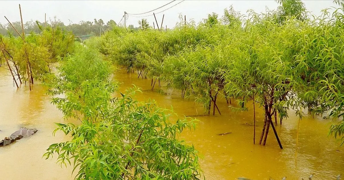 Hanoi: Flood victims flee alluvial plains, digging village restless