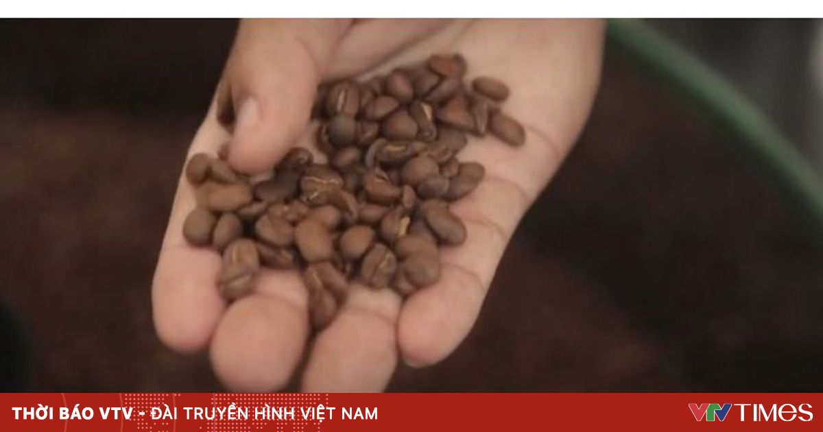 Jacu Bird Coffee – Ein „kostbarer Schatz“ inmitten des Zollsturms