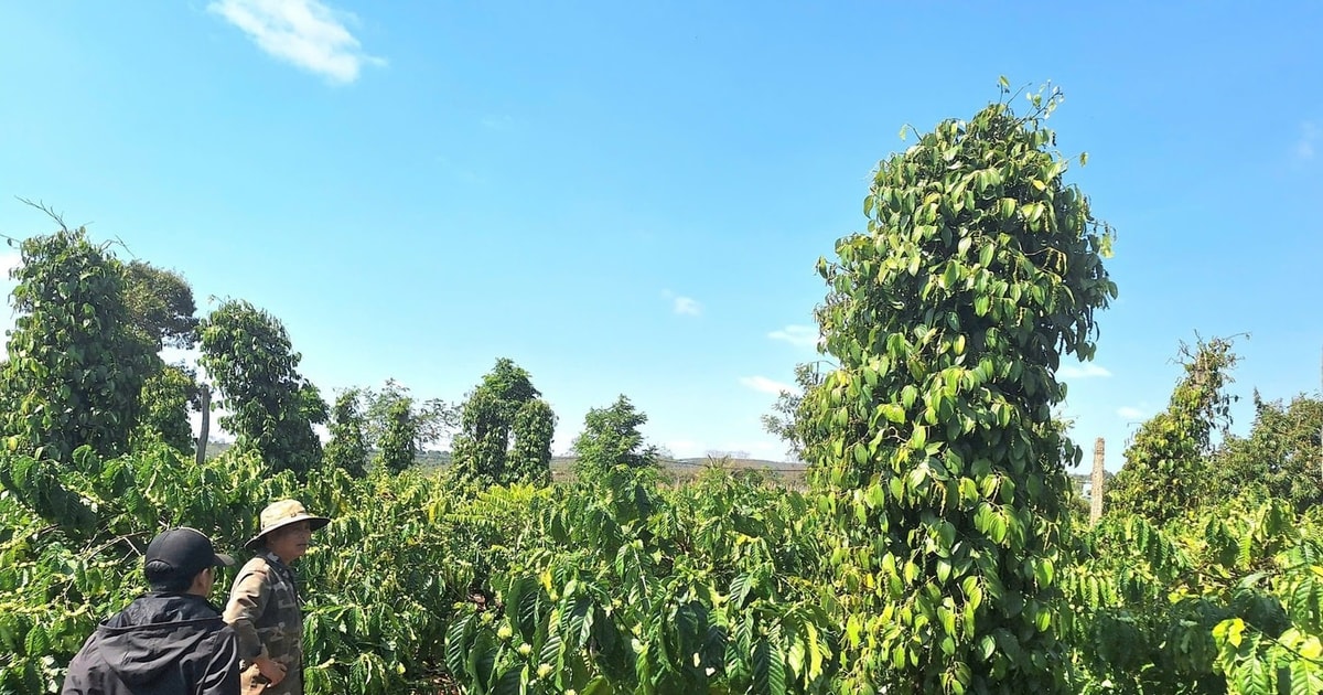 Pepper price today November 1, 2025: Strong recovery after adjustment ...