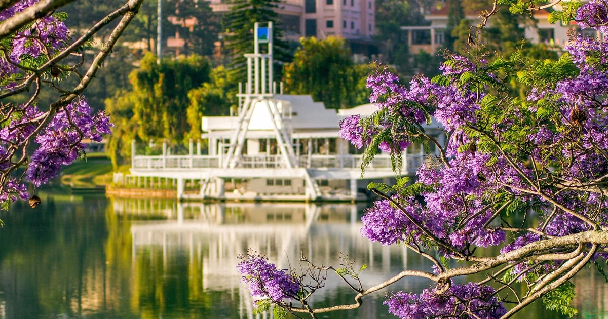 Los lugareños y los turistas lamentan cuando "el árbol fénix púrpura ...