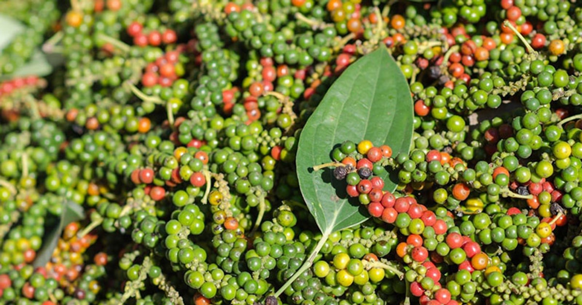 Pepper price today November 9: Stable market, highest at 147,000 VND/kg