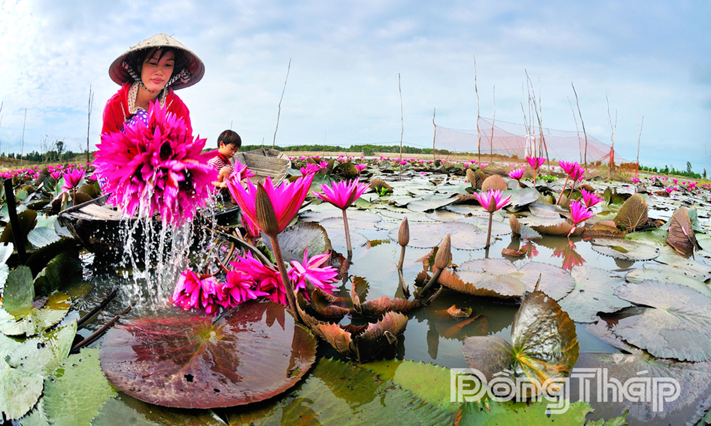 Western Lotus - Flower of the Silent People