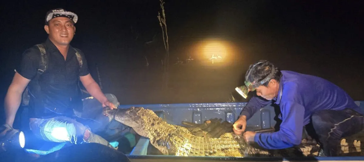 En pêchant sur la rivière, des gens ont attrapé un crocodile pesant ...