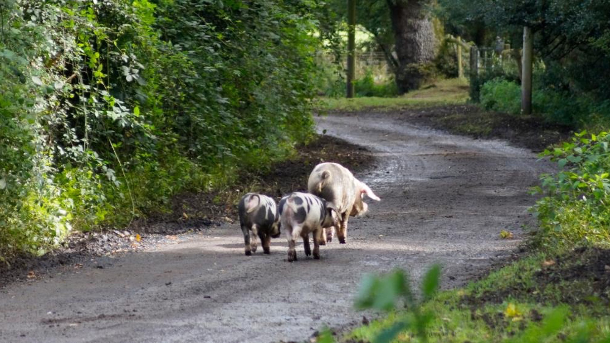 Outrage over tourists catching pigs to take selfies in England.