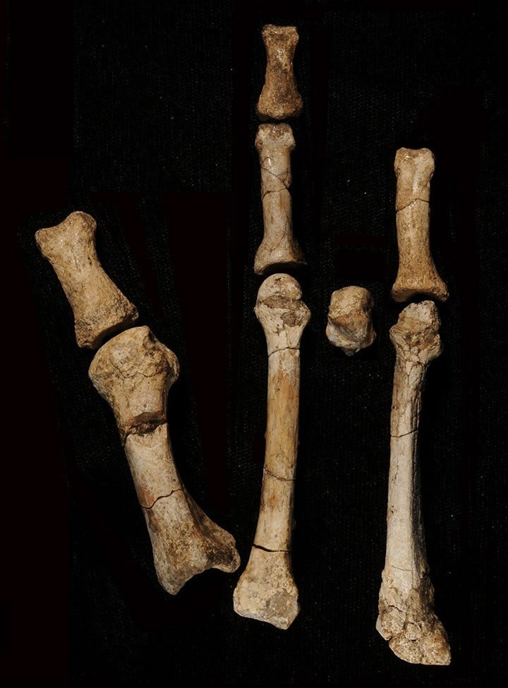 340万年前の化石の発見により、人類の祖先に関する新たな知見が得られた。