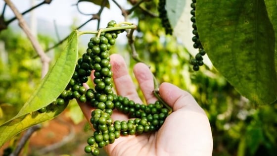 Pepper prices today, December 28, 2025: Reaching 51,000 VND/kg