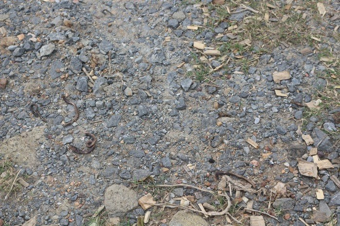 Earthworms are surfacing and then dying in Quang Tri province; what ...