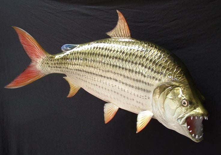 Le poisson-tigre Goliath, le prédateur le plus redoutable du fleuve Congo