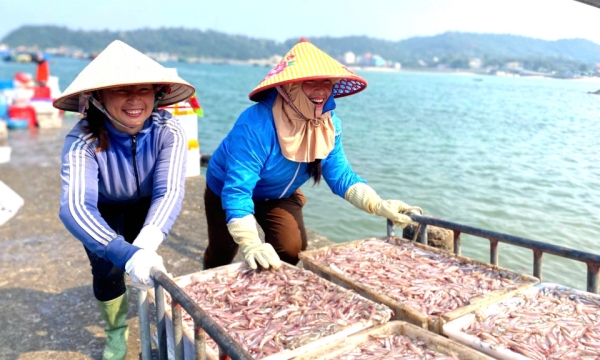 Thanh Lan anchovy season