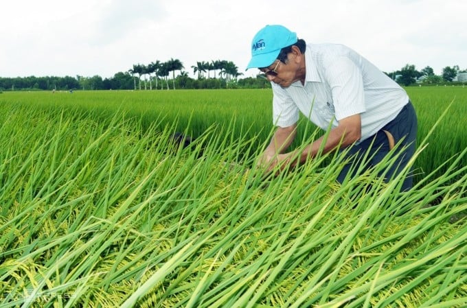 Reasons why ST25 rice won the world's best rice award for the third time.