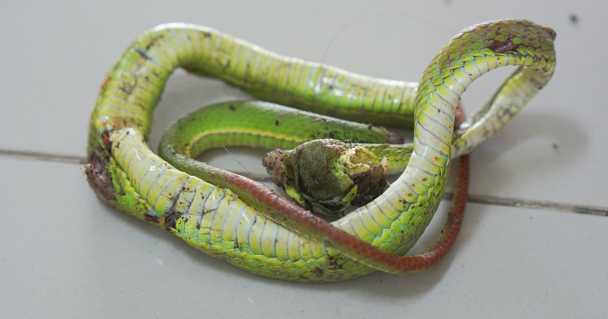 Many cases of red-tailed pit viper bites have been reported, with ...