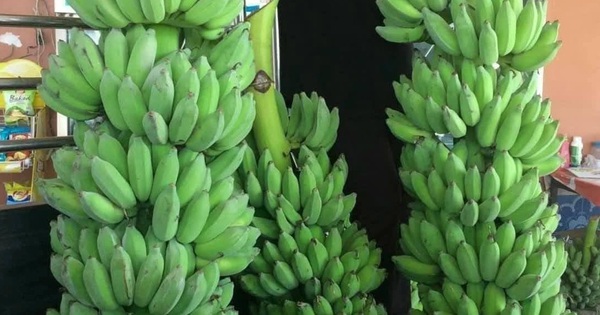 Vietnam's banana exports could easily reach $1 billion.