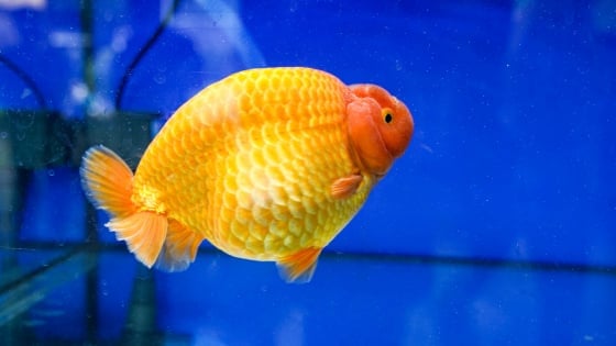 The ornamental fish industry in Ho Chi Minh City brings in nearly 15 ...