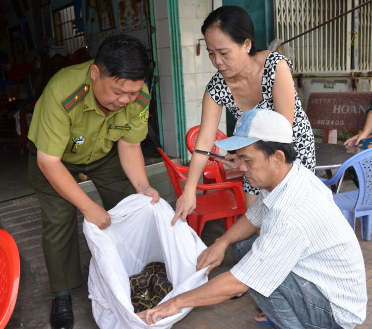 Residents of Rach Gia ward hand over a nearly 8kg python.