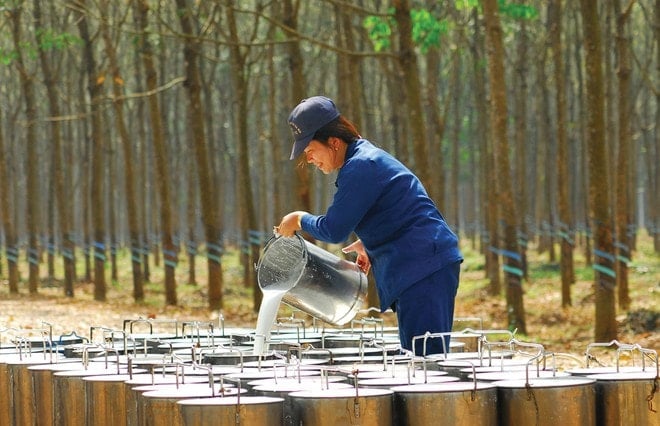 Rubber prices on December 17th: Japanese and Chinese markets decline ...