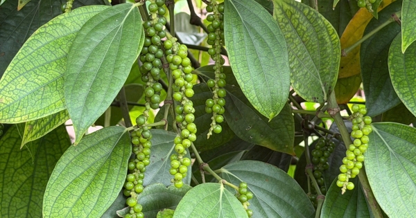 Pepper prices today, December 20, 2025: Unchanged