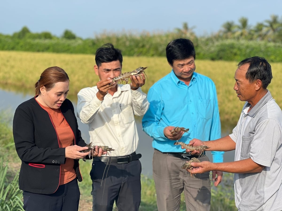 Ca Mau's agricultural extension program aims for technological ...