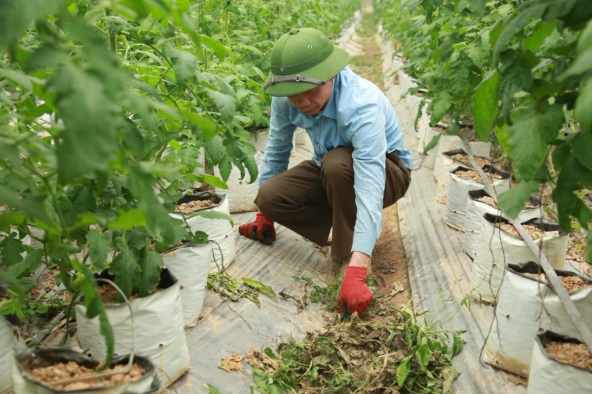 Lao Cai ser en boom i økologiske, sirkulære og høyteknologiske ...