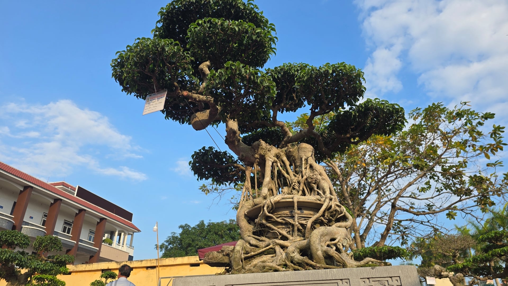 A 'showcase' of million-dollar bonsai art by rice farmers.