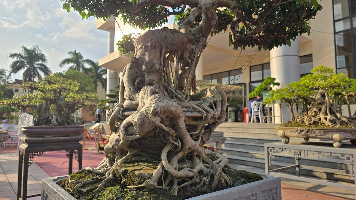 A 'showcase' of million-dollar bonsai art by rice farmers.