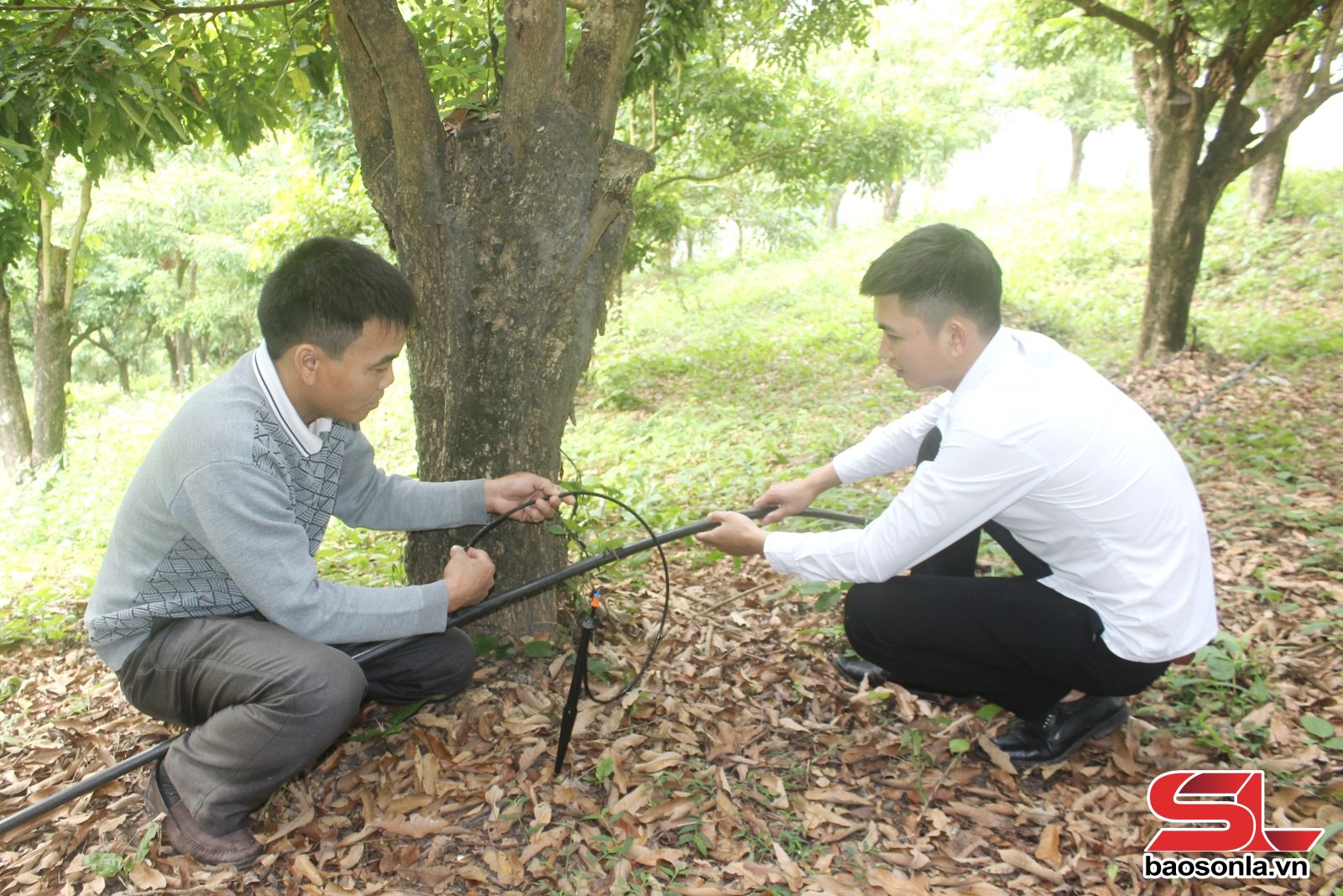 The effectiveness of cooperative support policies in Púng Bánh.