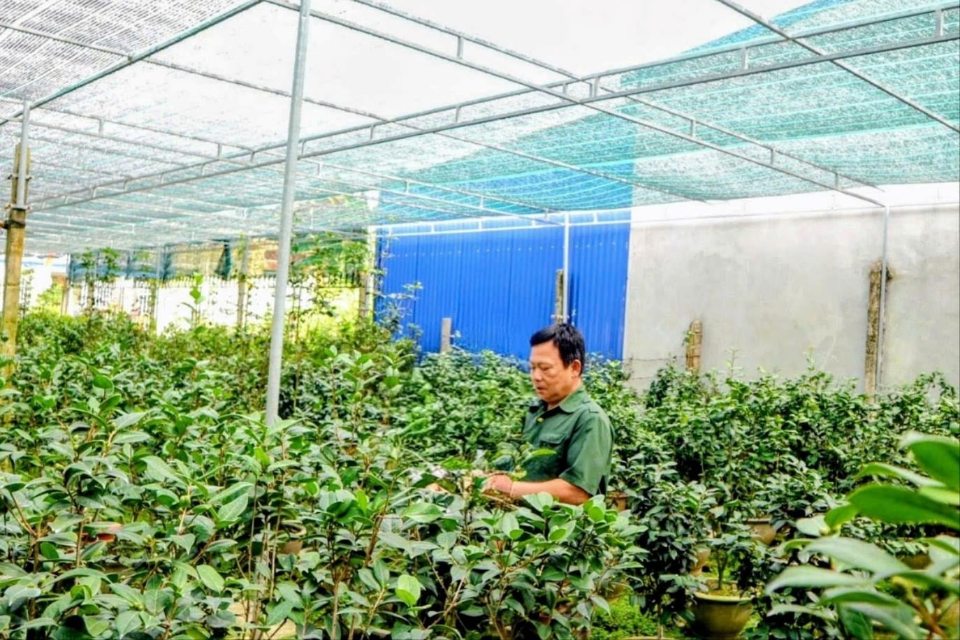 Las flores de camelia 'avanzan hacia el funcionario' en Kieu Trung