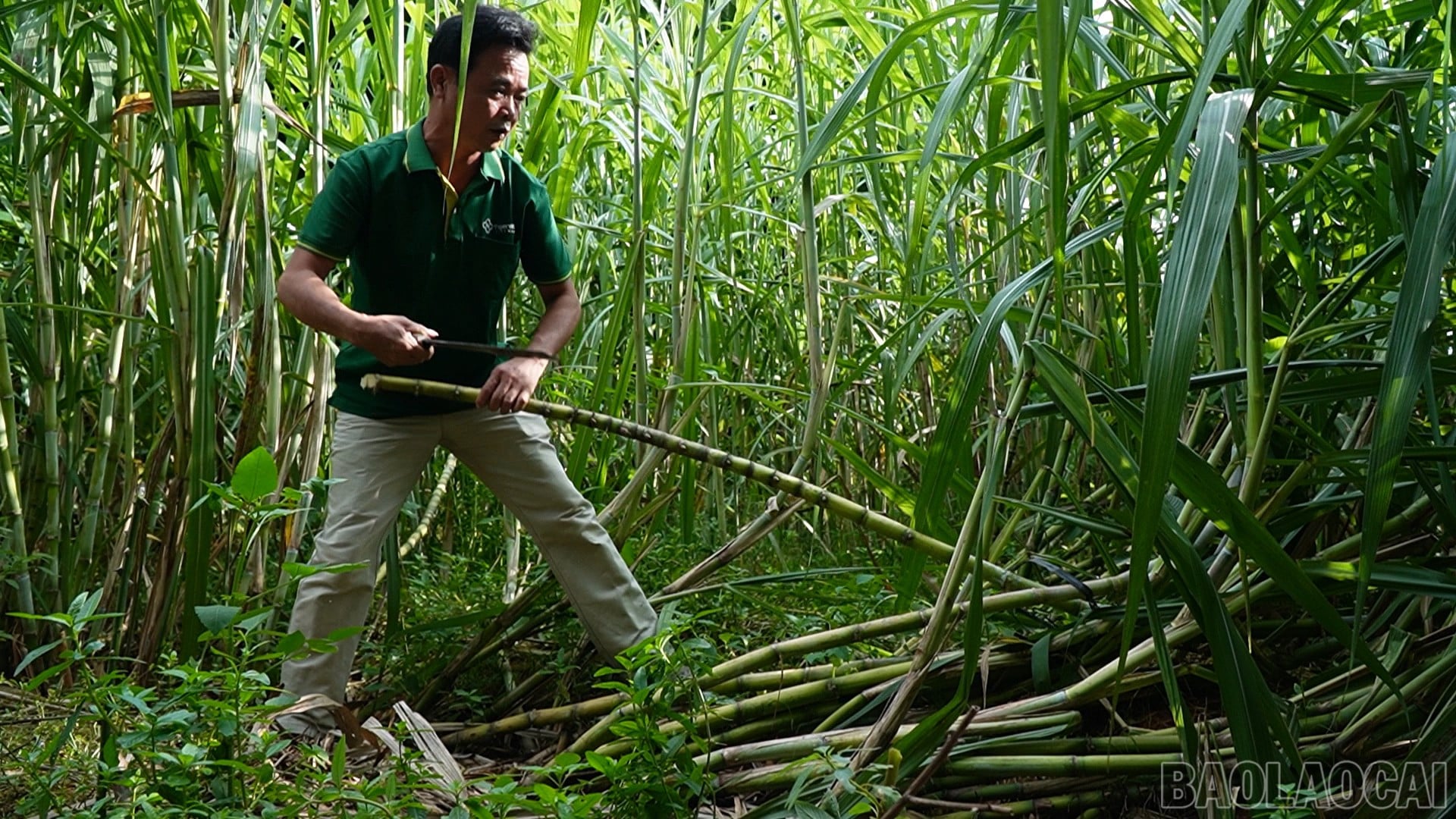 Gia Phú: Nông dân thu nhập cao từ nuôi dúi má đào