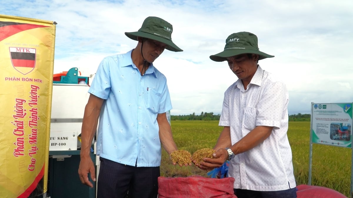 ¿Qué está haciendo Can Tho para ampliar el área de cultivo de arroz con ...