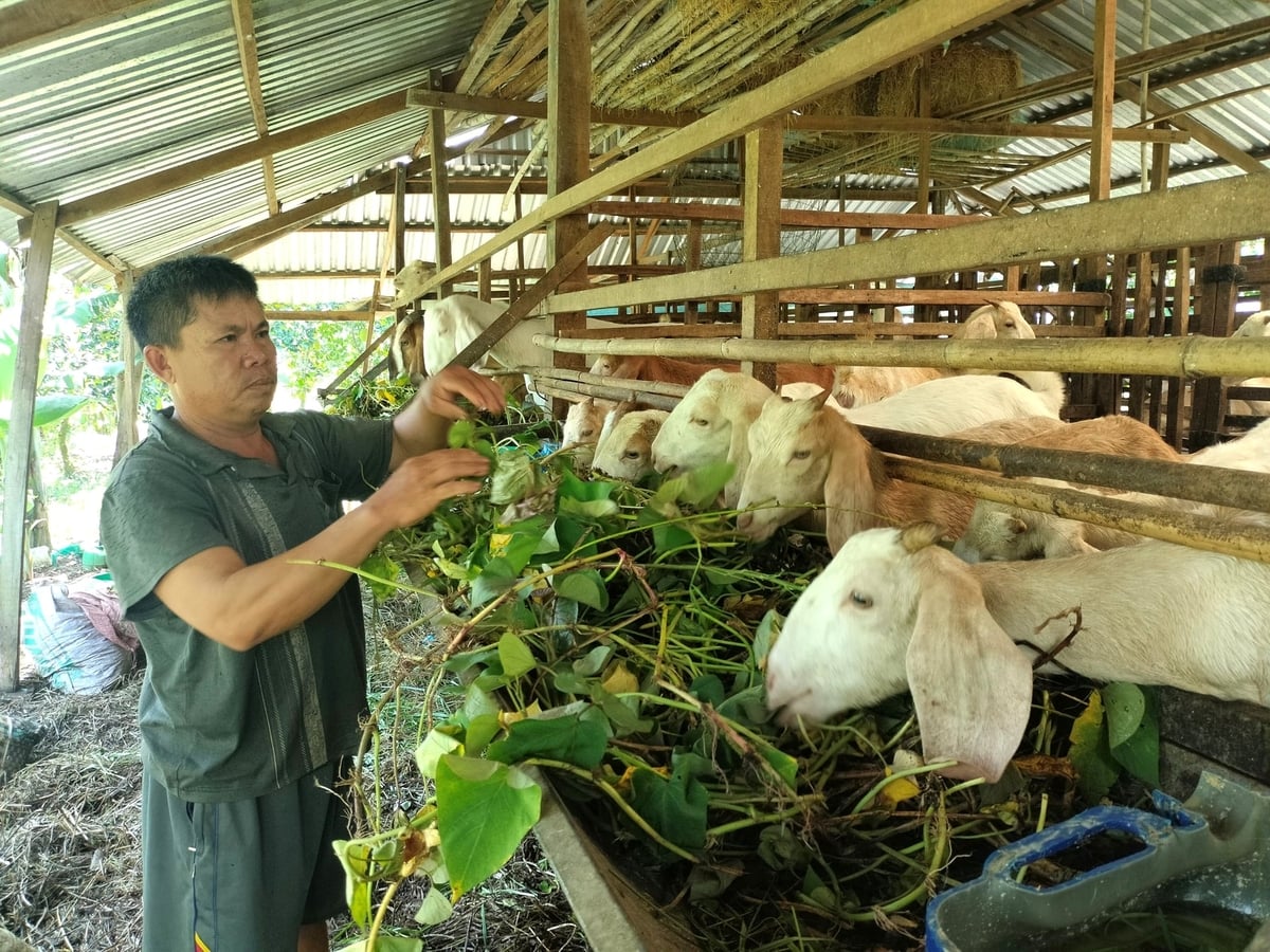 Prevention and control of cholera in small ruminants.