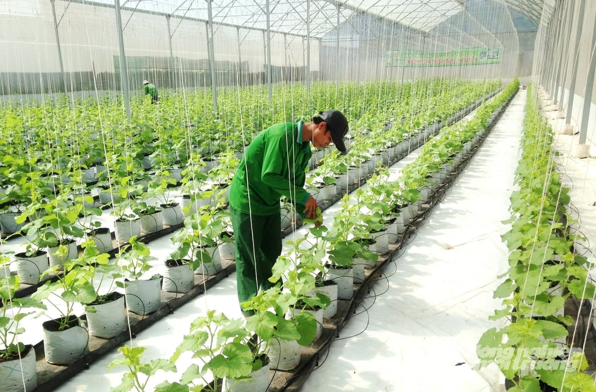 An Giang innovates its agricultural growth model to be green, modern ...
